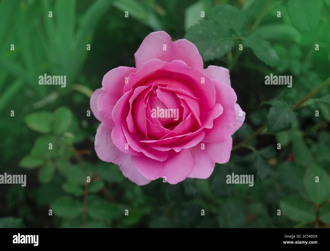 Princess alexandra of kent rose hi-res stock photography and images - Alamy