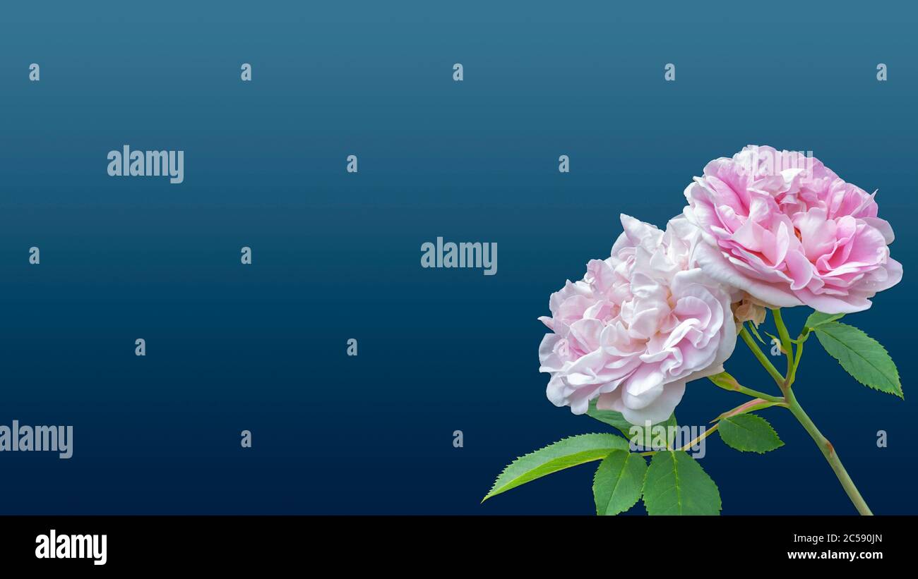 Background light pink rose flower Stock Photo - Alamy