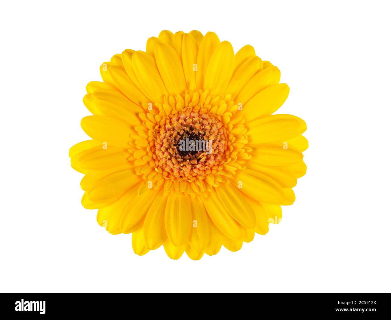 Daisy top view Cut Out Stock Images & Pictures - Alamy