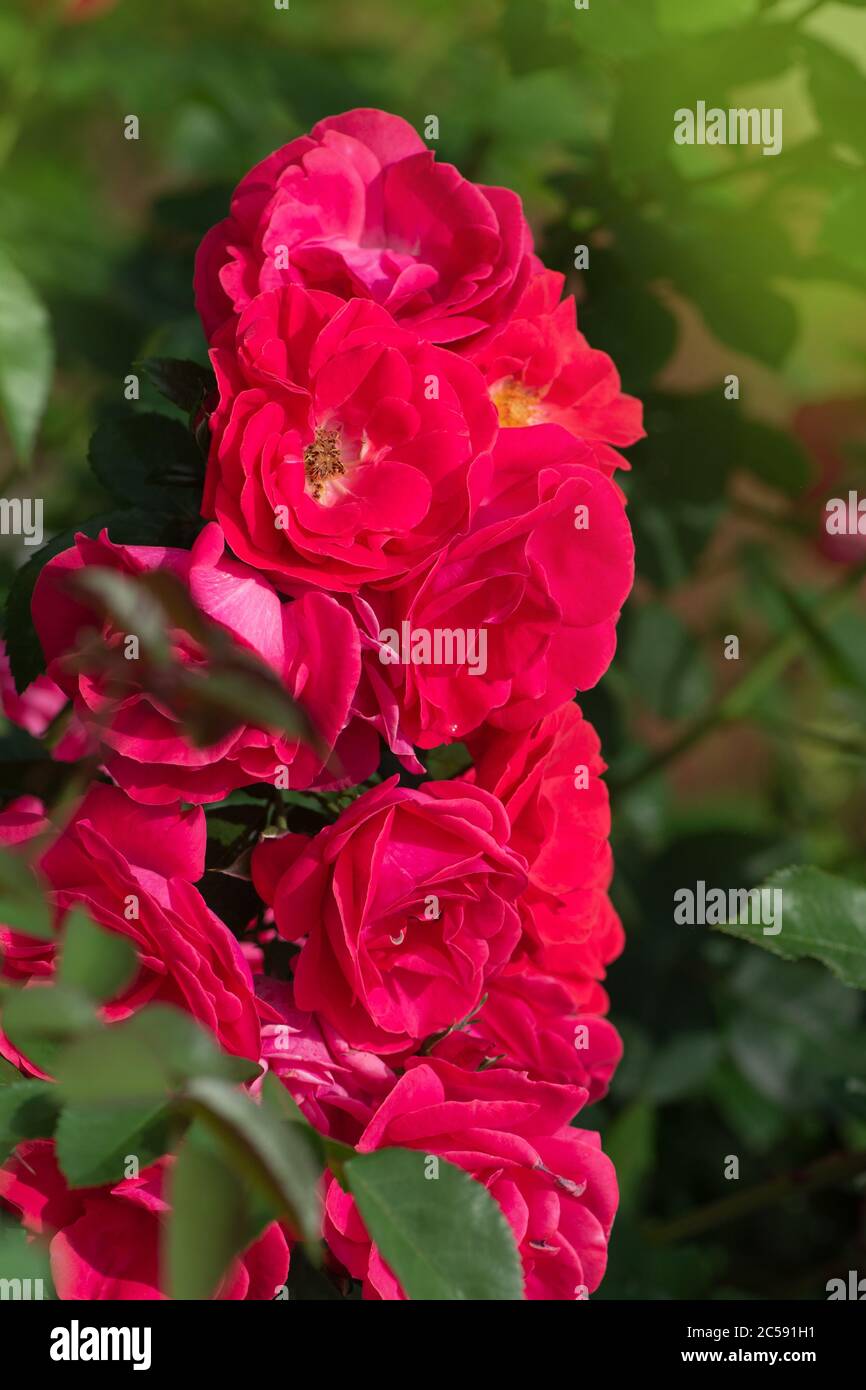 Red rose flower background. Red roses on a bush in a garden. Red rose ...