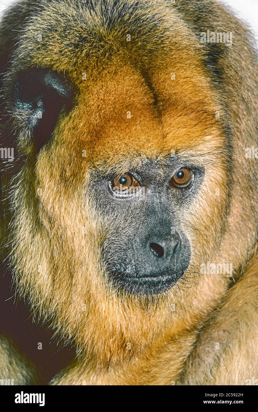 Female Black Howler Monkey, (Alouatta caraya,) from South America Stock ...