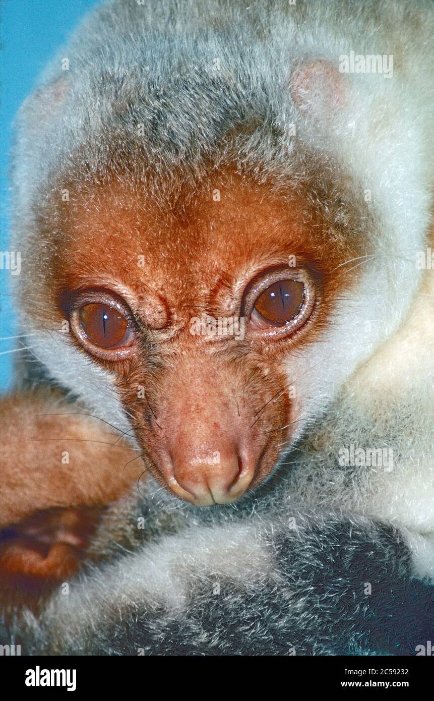 Spotted Cuscus Phalanger Maculatus From North Australia And New