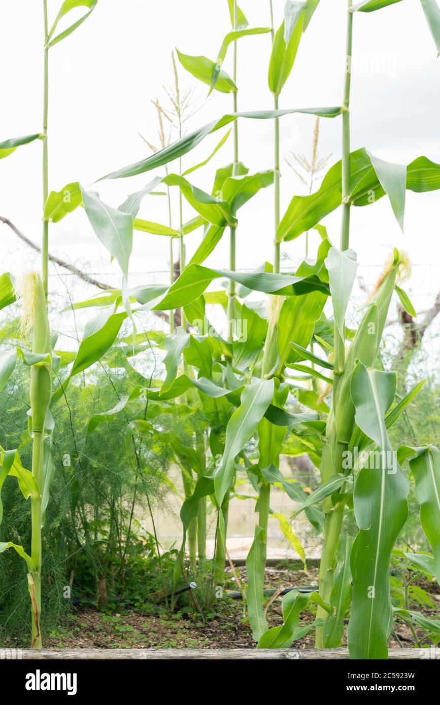 Row of maize / sweet corn growing in home garden with corn cobs on ...