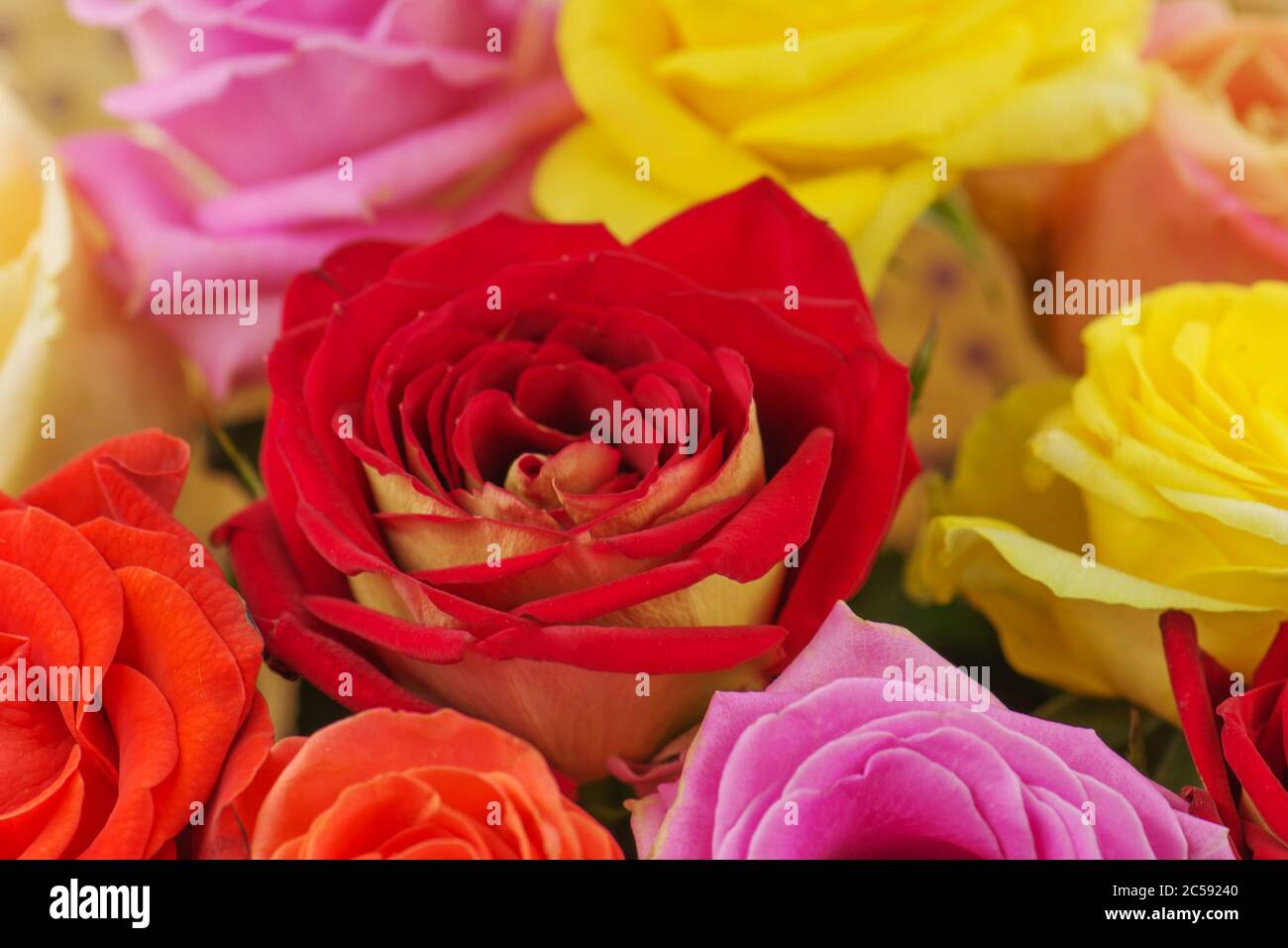Mixed colorful roses full blooming. Beauty roses flowers. Bouquet of ...