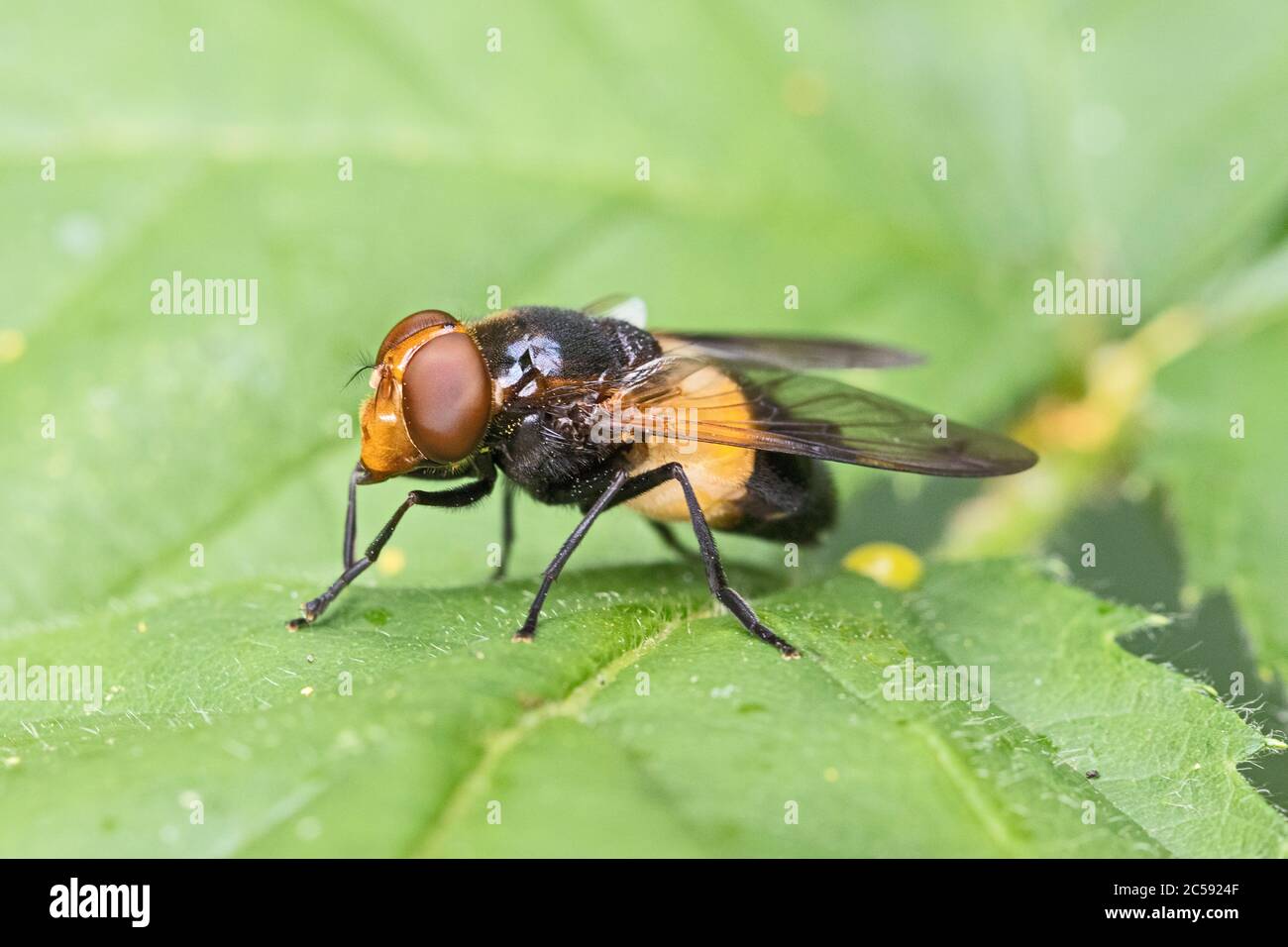 Female Great Pied Hoverfly, (Volucella pellucens Stock Photo - Alamy