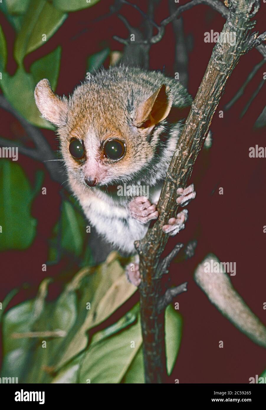 Gray Mouse Lemur