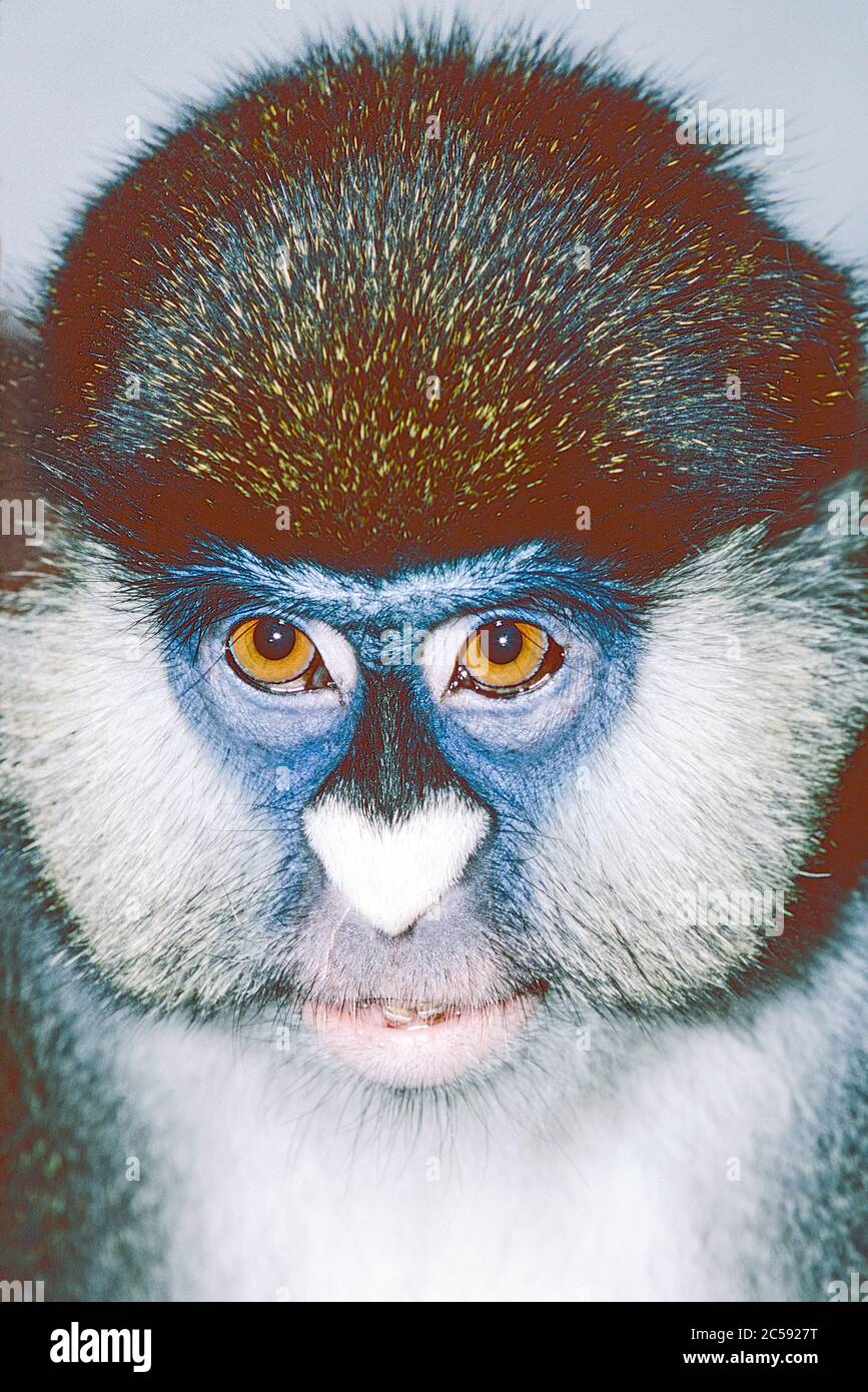 Red And Blue Faced Monkey