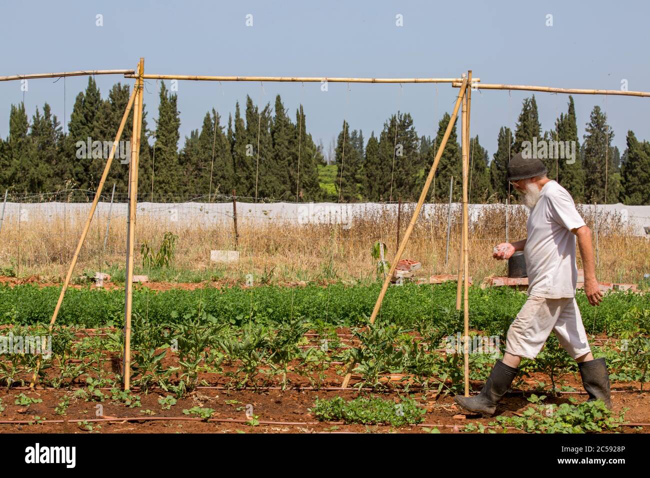 Vegetable farming Photographed in Haniel [a moshav in central Israel ...