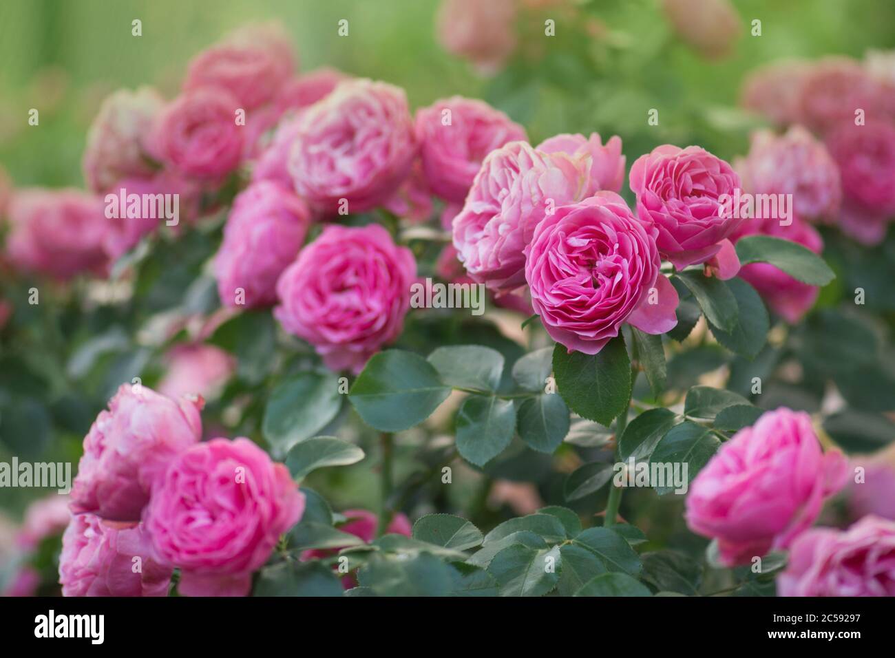 Rose coral hi-res stock photography and images - Alamy