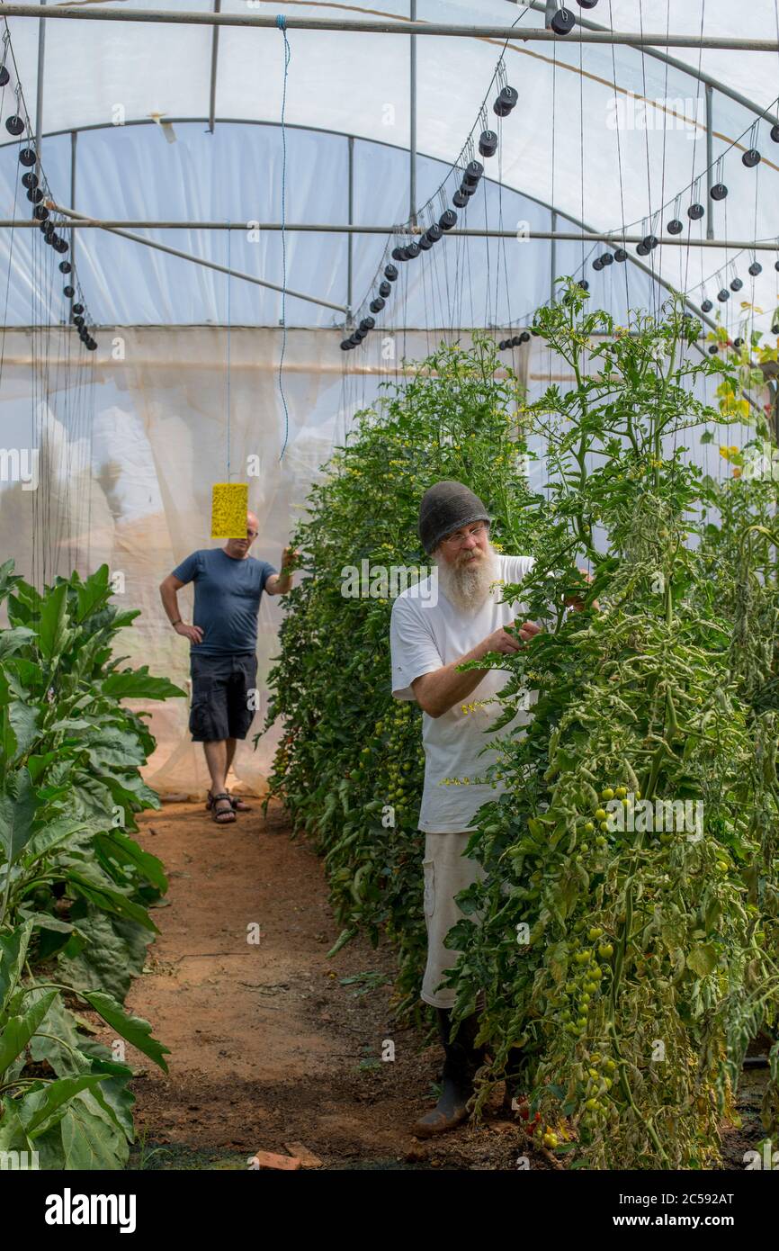 Vegetable farming Photographed in Haniel [a moshav in central Israel ...