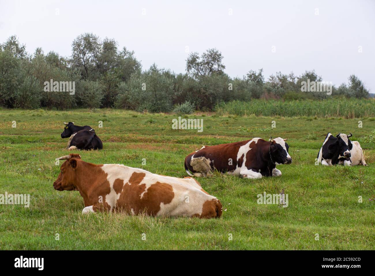 Rural cows graze on a green meadow. Rural life. Animals. agricultural ...