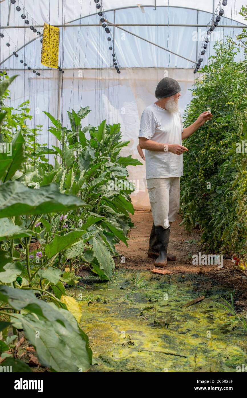 Vegetable farming Photographed in Haniel [a moshav in central Israel ...