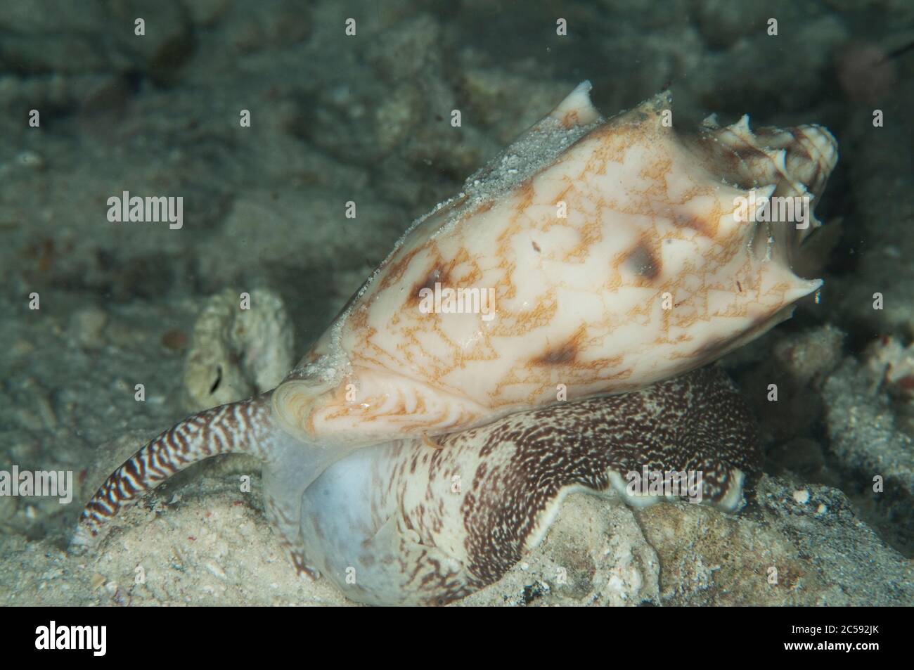Bat Volute Shell, Cymbiola vespertilio, night dive, Paradise II dive ...