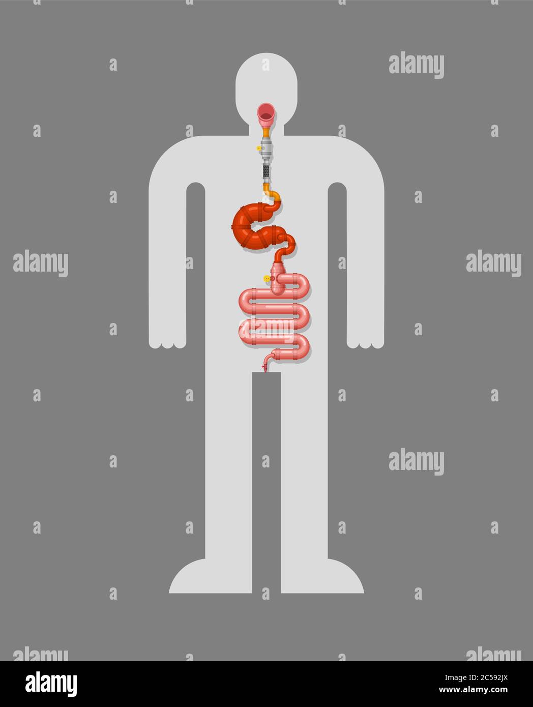 Anatomical model of the digestive tract Stock Vector Images - Alamy