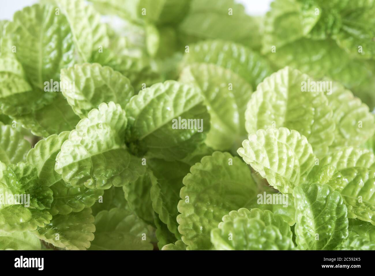Surface texture on Leaves of ornamental plant background or texture ...