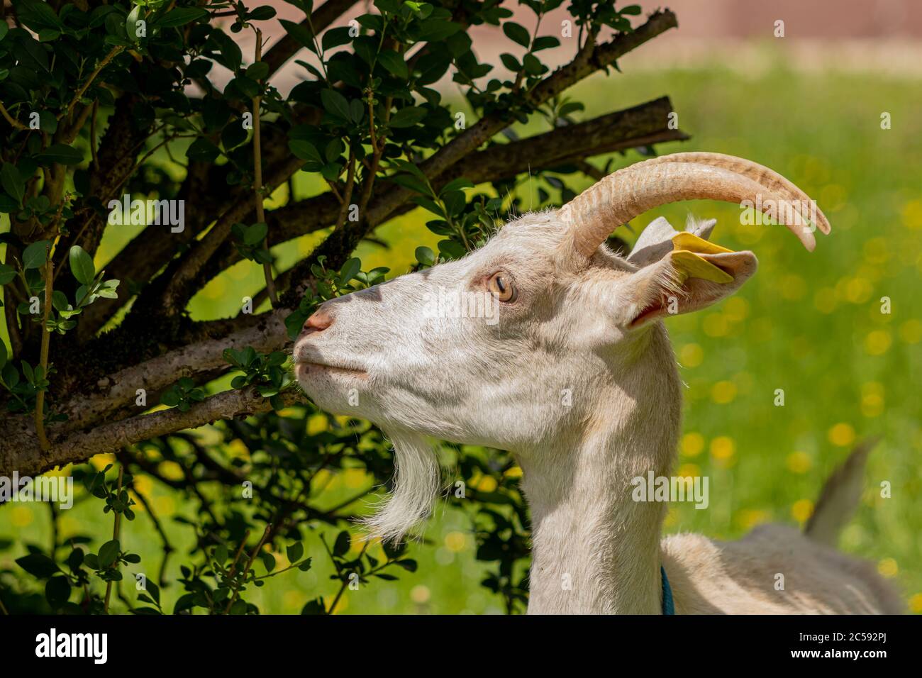 Domestic white goat eating branches Stock Photo - Alamy