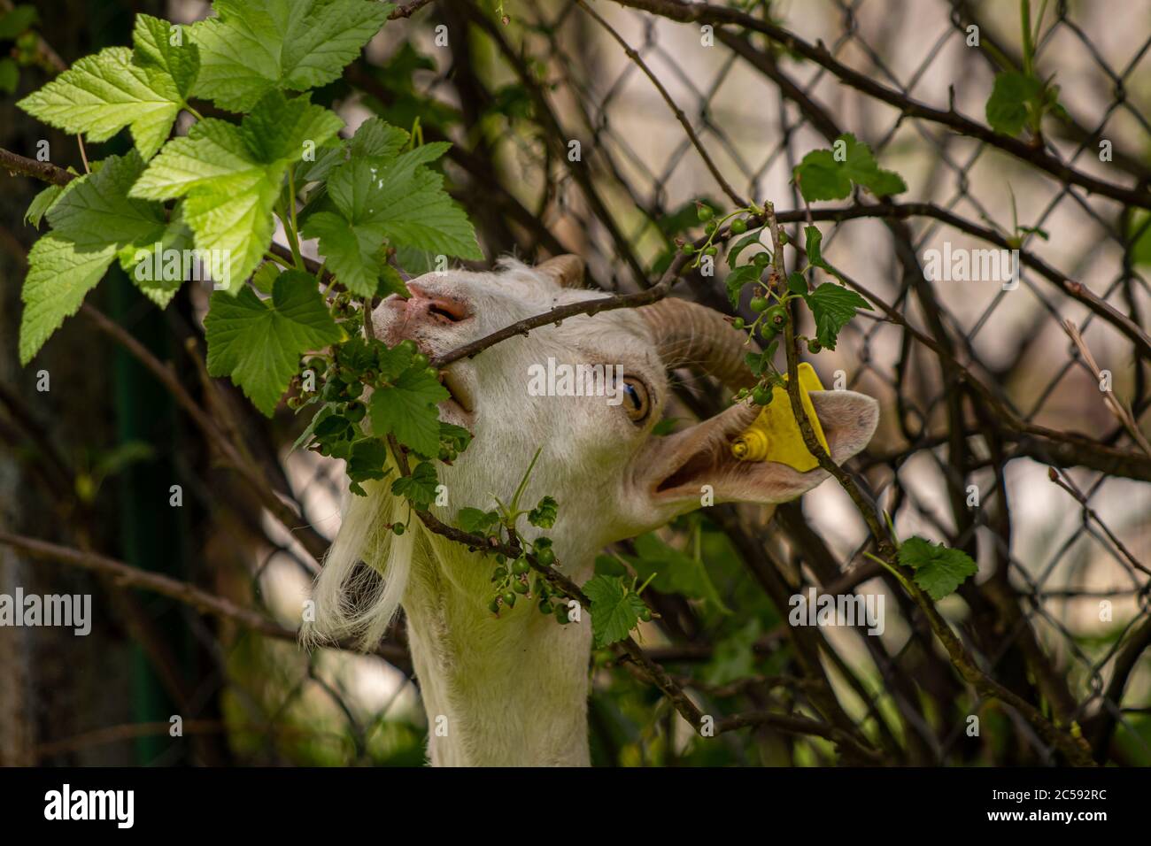 Domestic goat eating branches Stock Photo - Alamy