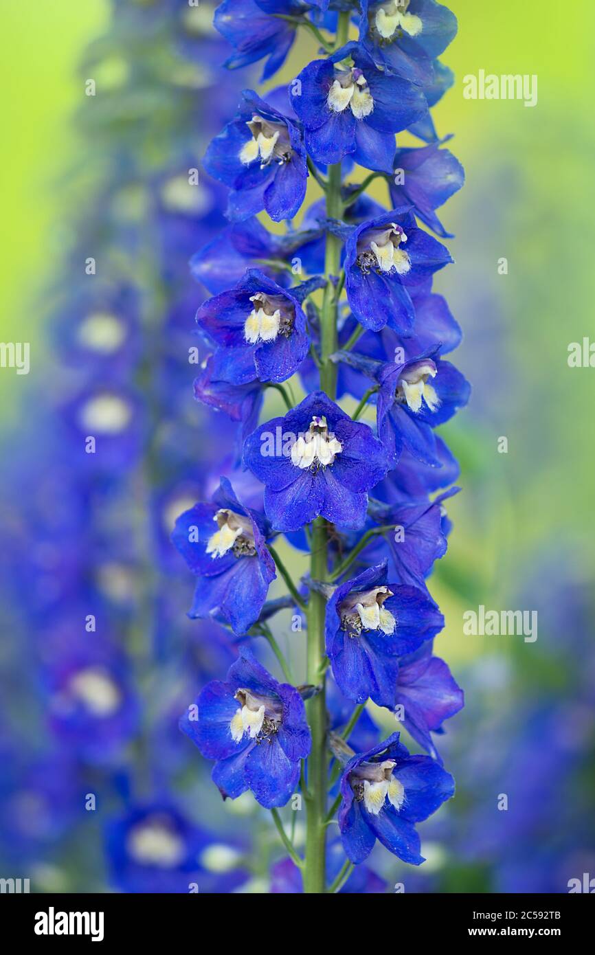 Delphinium blue grows in the garden. Double delphinium blue flower ...