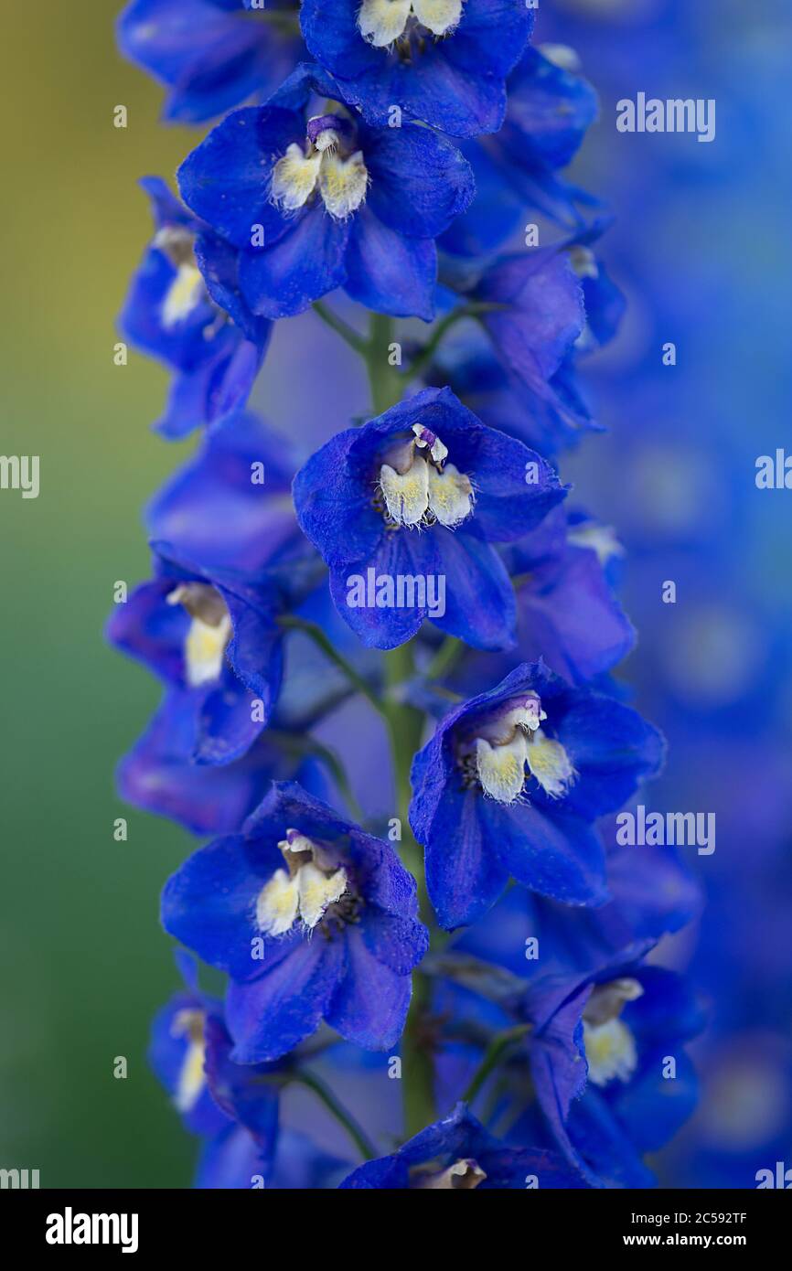 Delphinium hybrid hi-res stock photography and images - Alamy