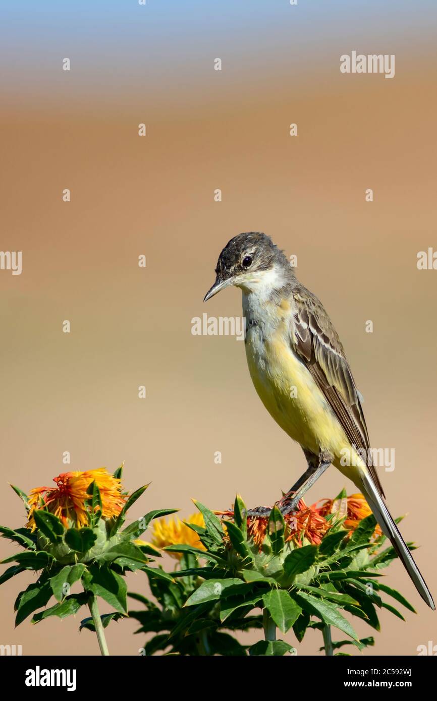Colorful flowers. Carthamus Tinctorius. Colorful safflower field ...