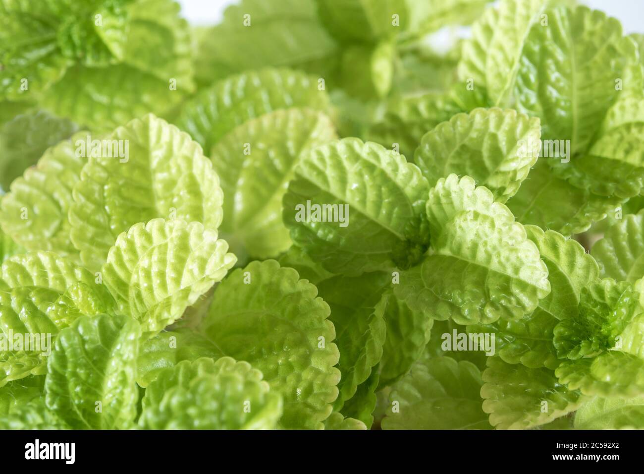 Surface texture on Leaves of ornamental plant background or texture ...