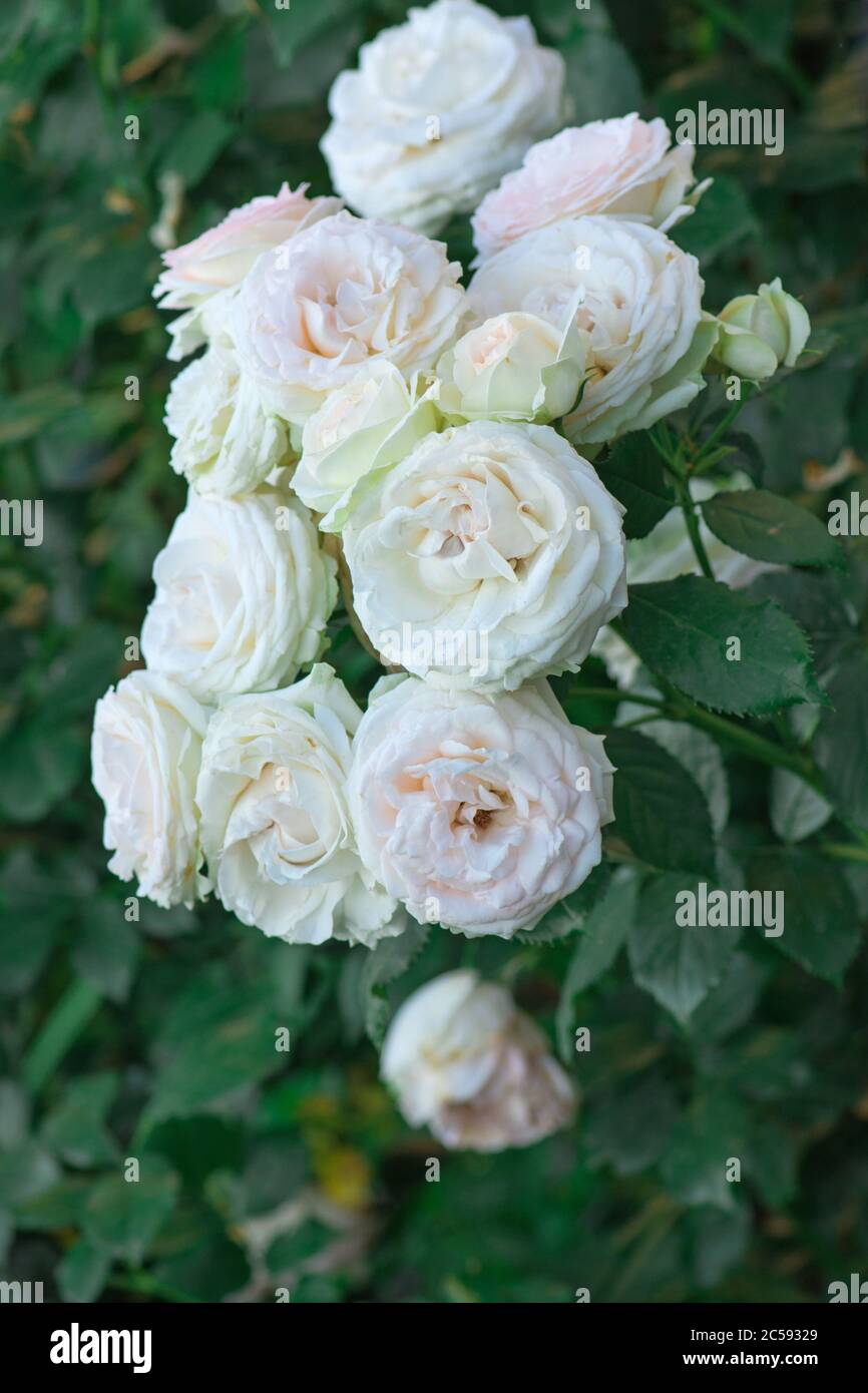 Beautiful white rose in a garden. Blooming white flowers on the bush in ...