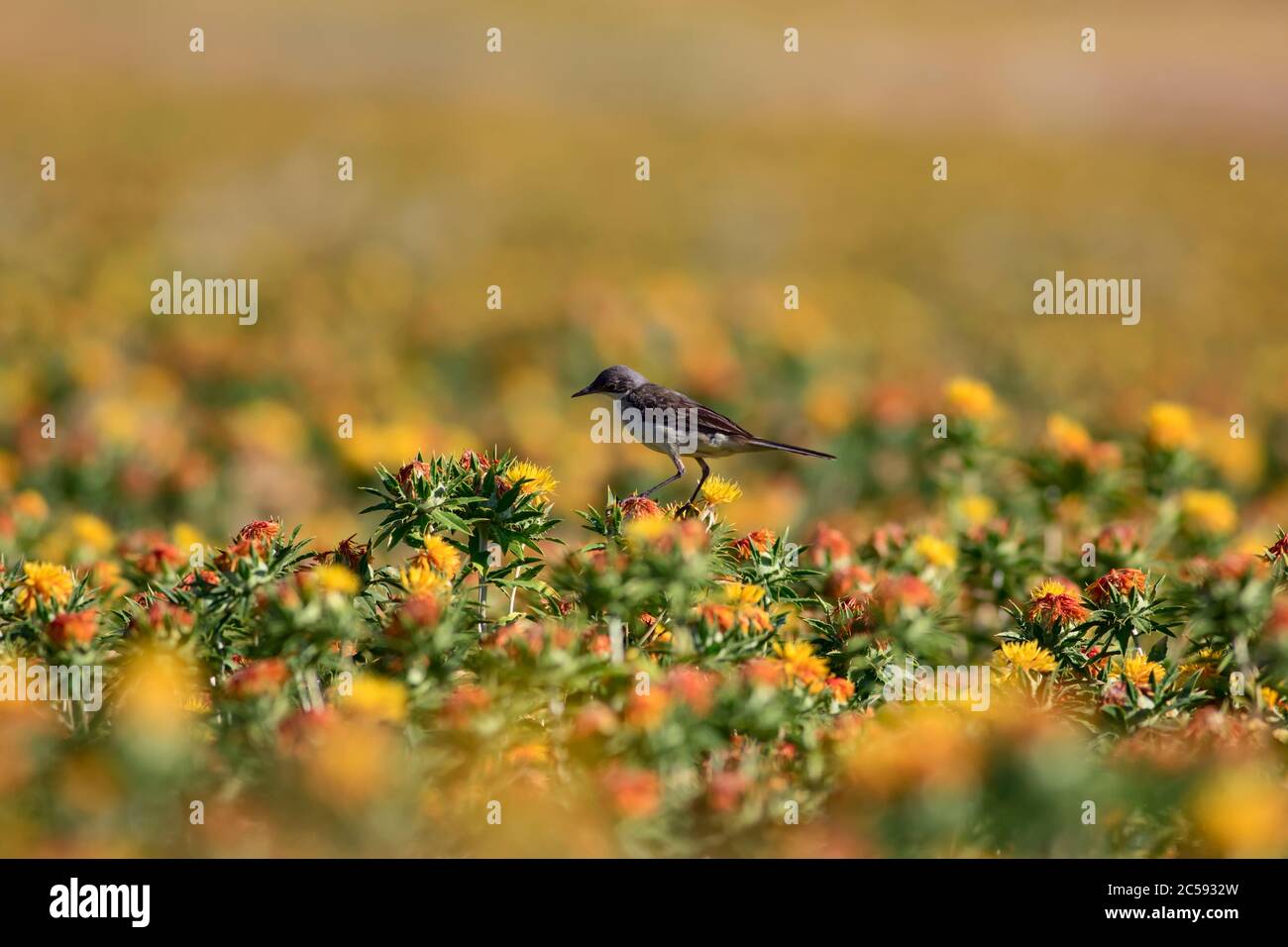 Colorful flowers. Carthamus Tinctorius. Colorful safflower field ...