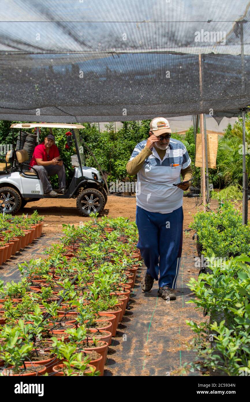 Israel tomato crop growing hi-res stock photography and images - Alamy