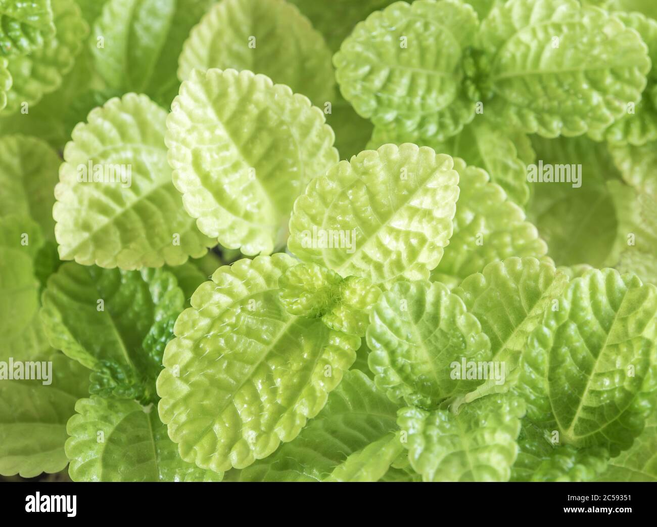 Surface texture on Leaves of ornamental plant background or texture ...