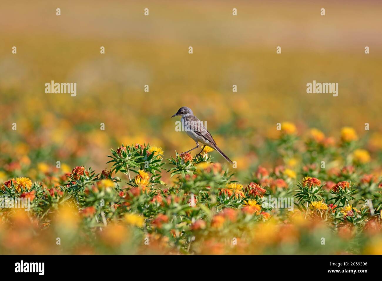 Colorful flowers. Carthamus Tinctorius. Colorful safflower field ...