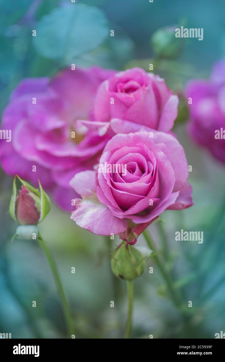 Purple lavender roses flowers in garden. Novalis rose blooming Stock ...