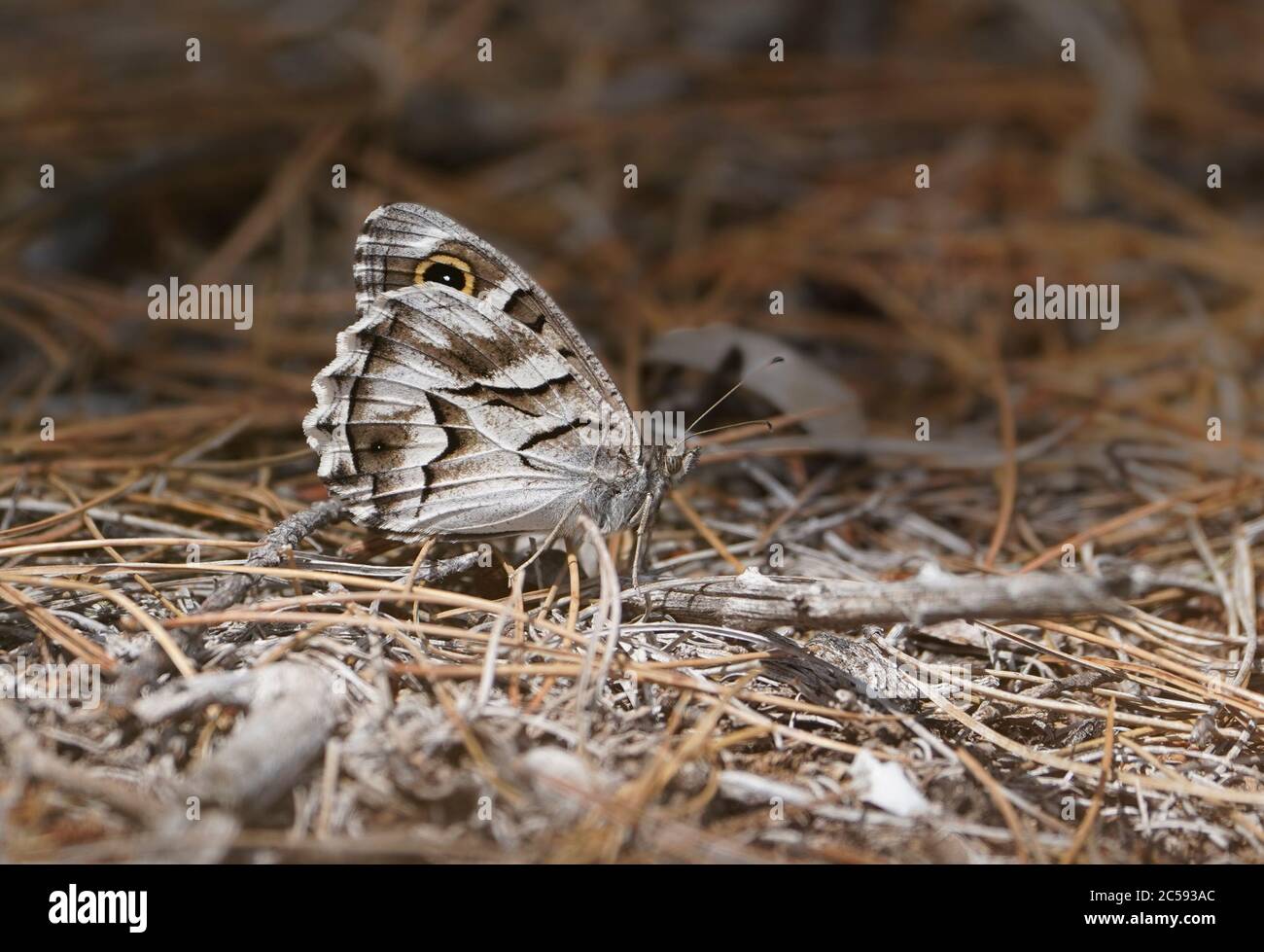Striped grayling butterfly hi-res stock photography and images - Alamy