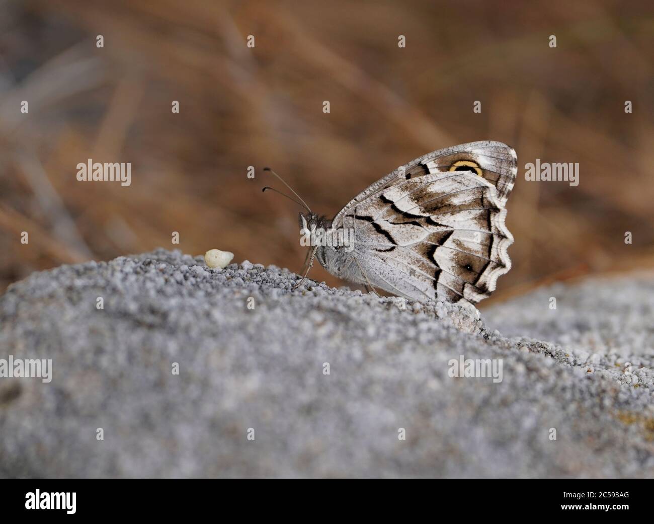 Striped grayling (Hipparchia fidia) butterfly, Andalusia, Spain Stock ...