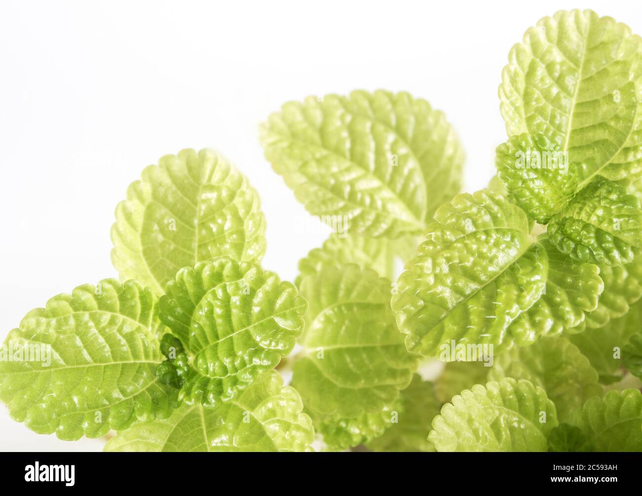 Surface texture on Leaves of ornamental plant as nature background ...
