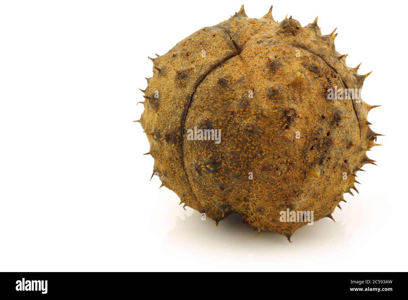 freshly fallen chestnuts(Aesculus hippocastanum) in the shells shells ...