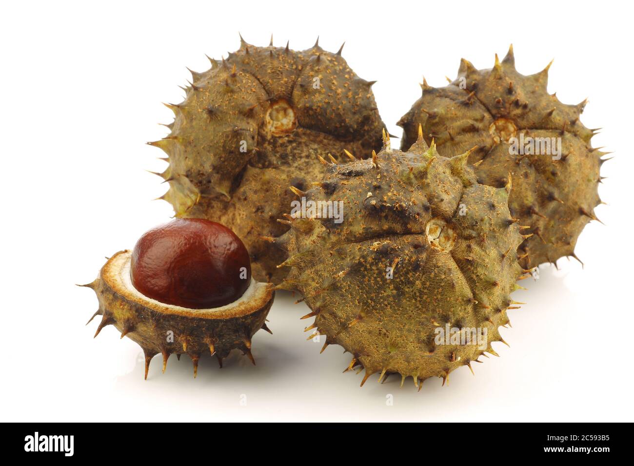 freshly fallen chestnuts(Aesculus hippocastanum) and some shells on a ...
