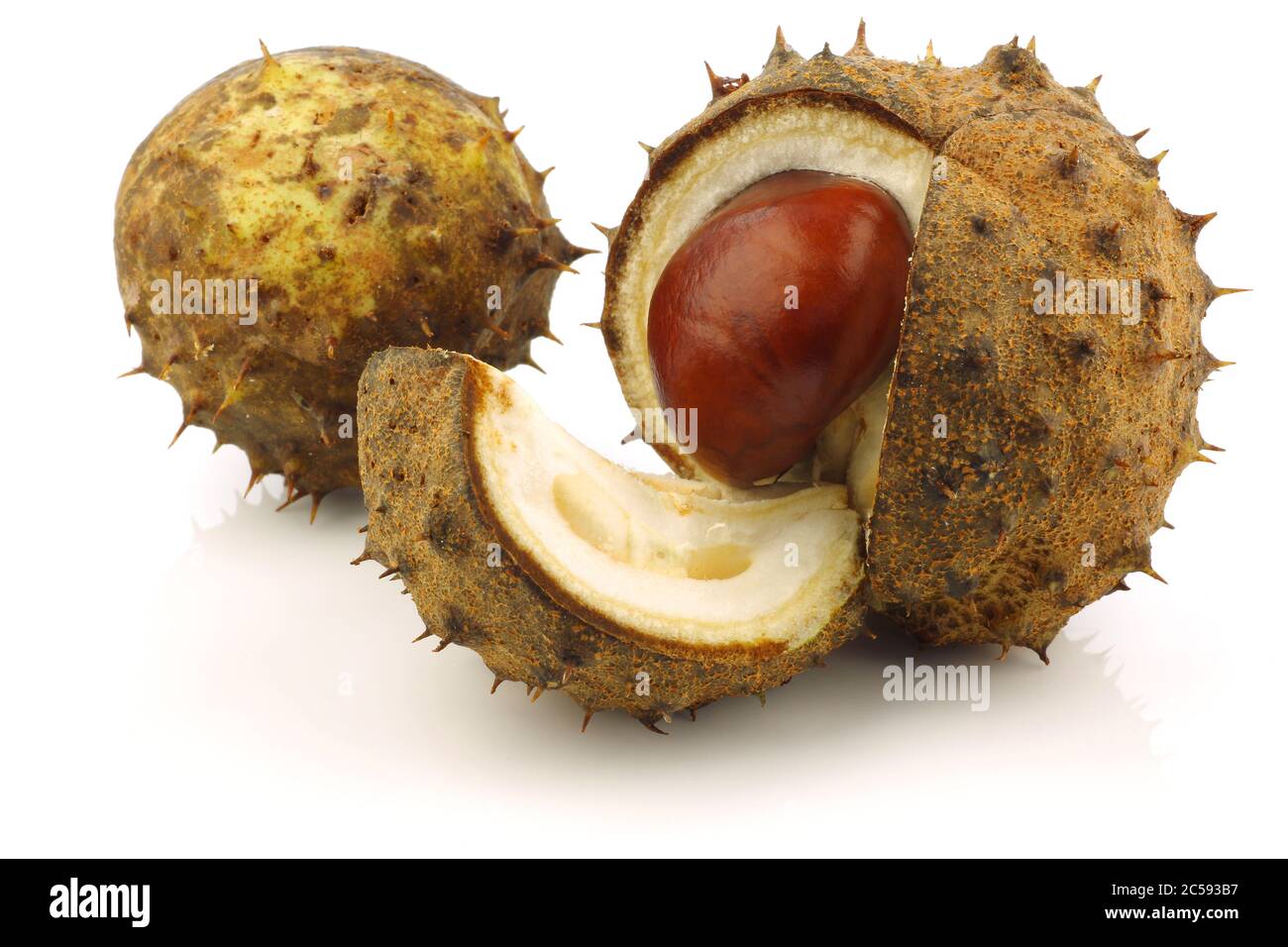 freshly fallen chestnuts(Aesculus hippocastanum) and some shells on a ...