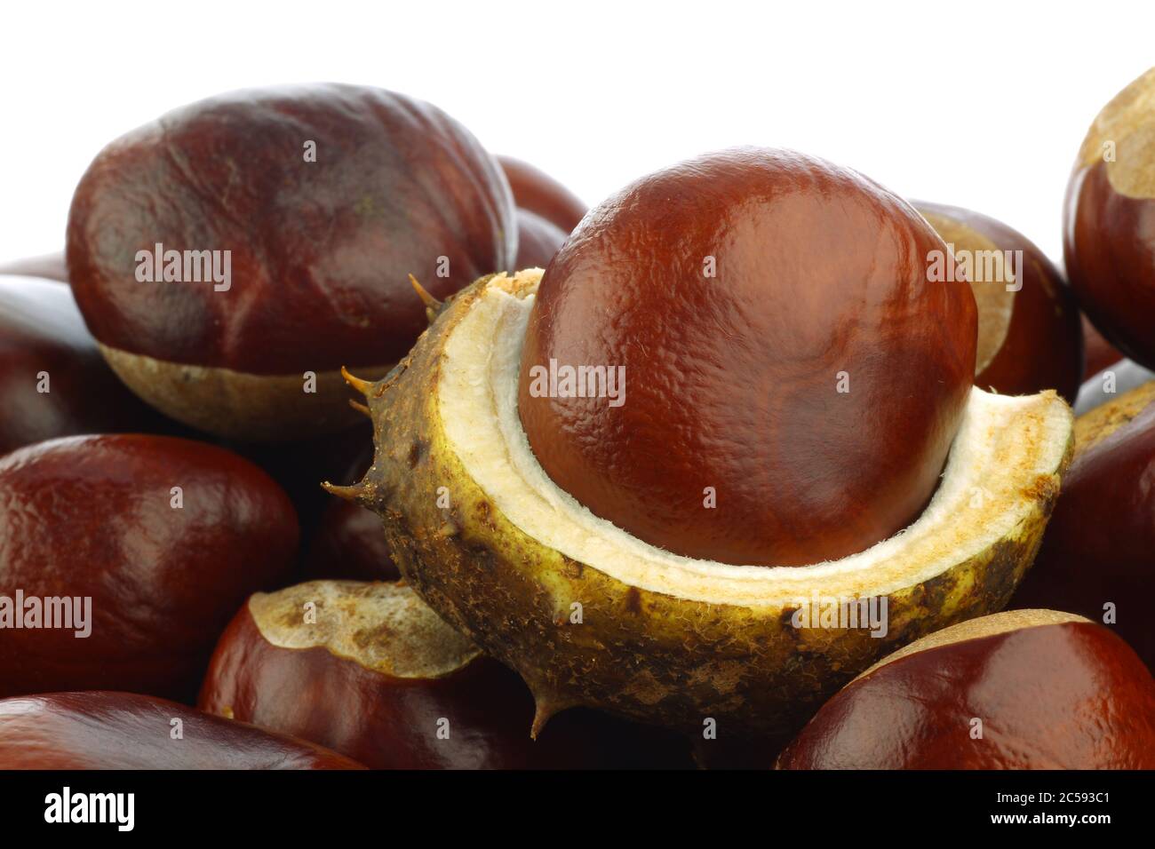 freshly fallen chestnuts(Aesculus hippocastanum) and some shells on a ...
