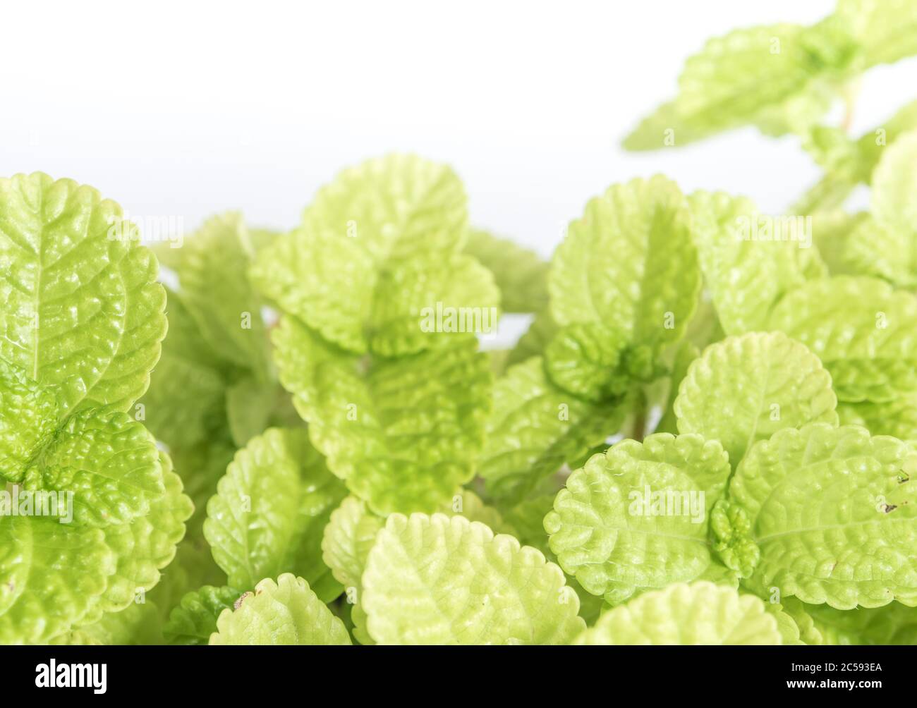 Surface texture on Leaves of ornamental plant as nature background ...