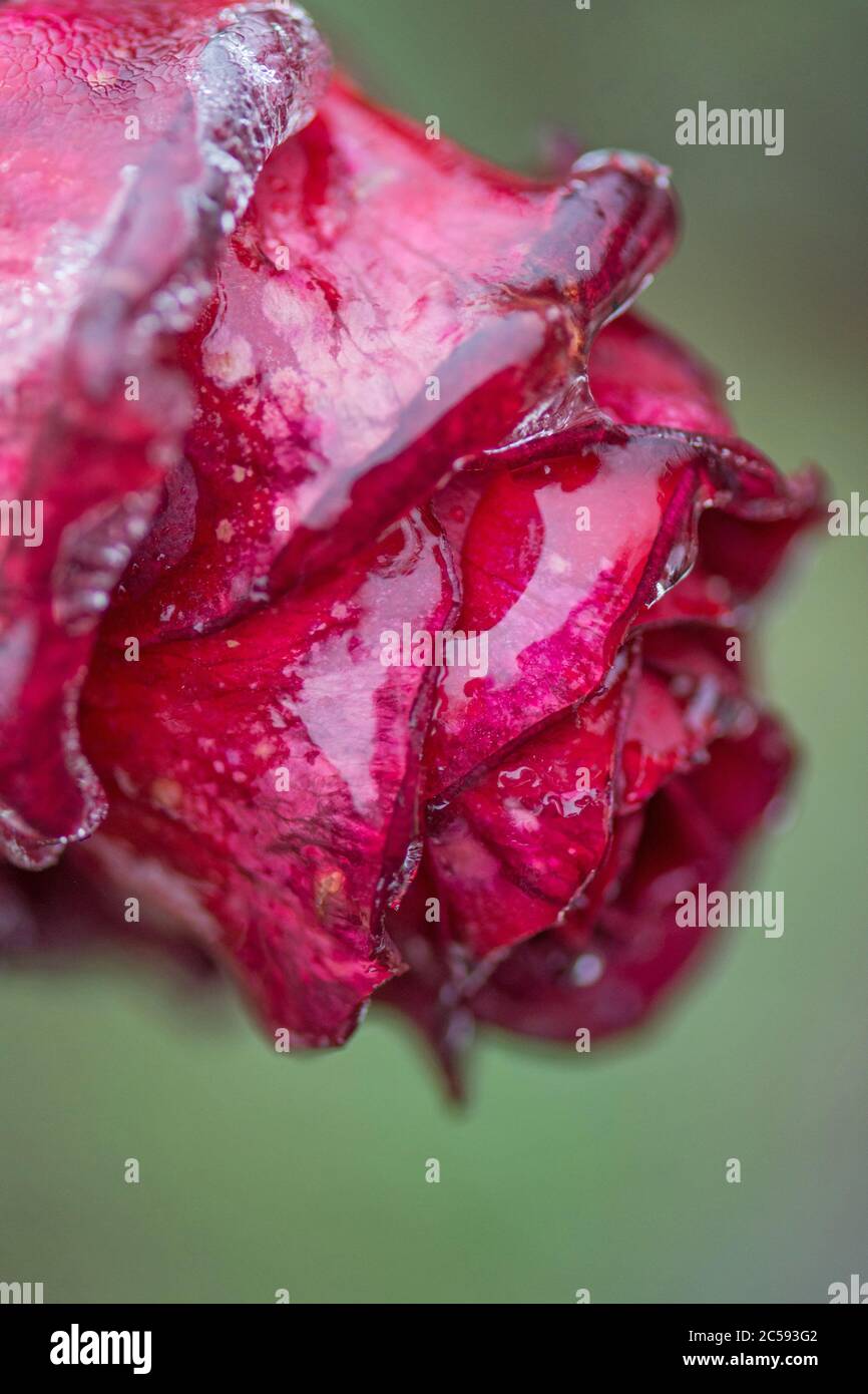 Red rose in small ice crystals in garden. Snow covered rose. Frozen ...