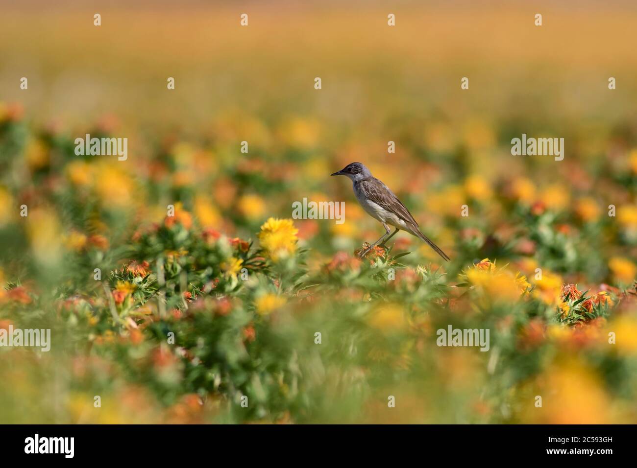 Colorful flowers. Carthamus Tinctorius. Colorful safflower field ...