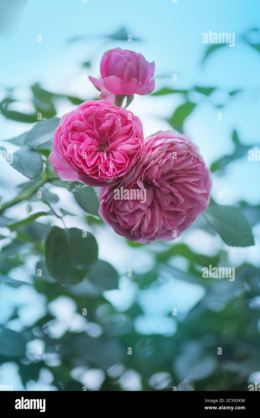 Princess alexandra of kent rose hi-res stock photography and images - Alamy