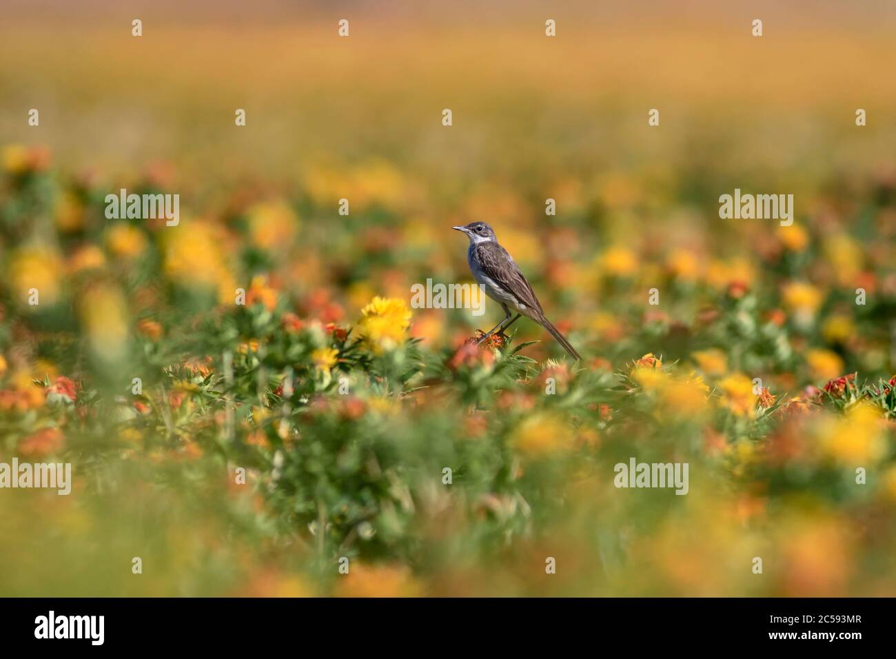 Colorful flowers. Carthamus Tinctorius. Colorful safflower field ...