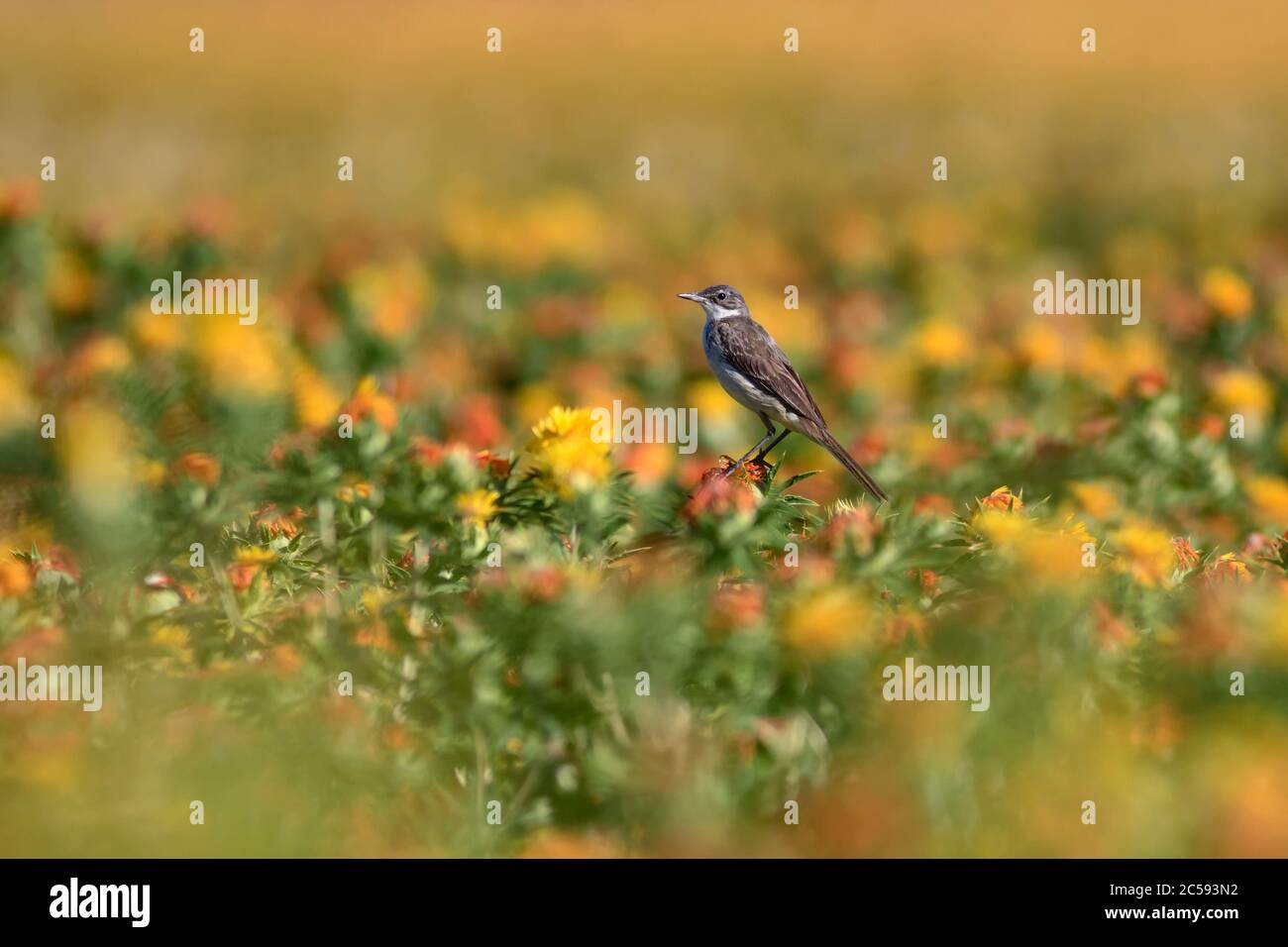 Colorful flowers. Carthamus Tinctorius. Colorful safflower field ...