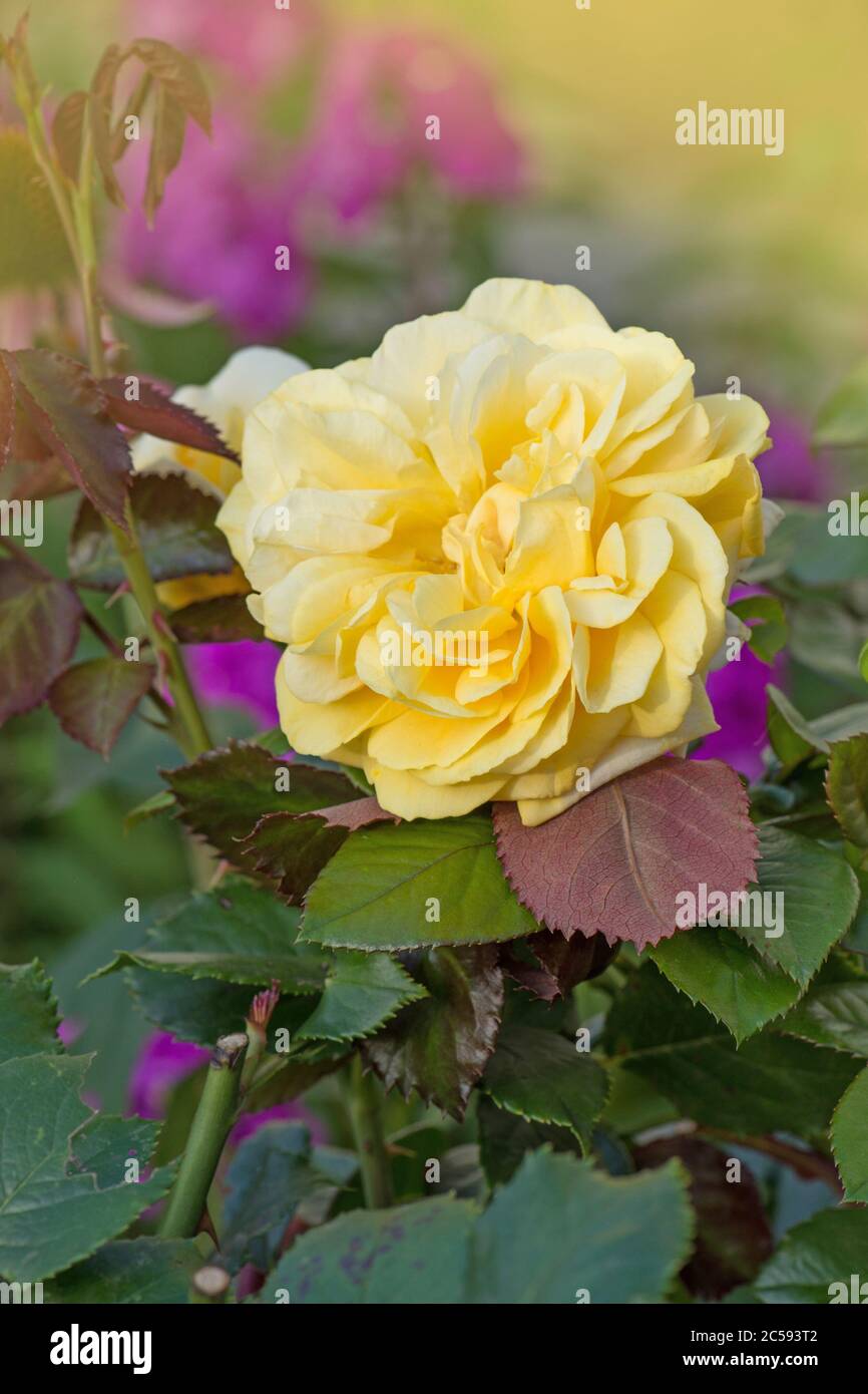 Bush of yellow roses flowers. Yellow rose flowers in nature background ...
