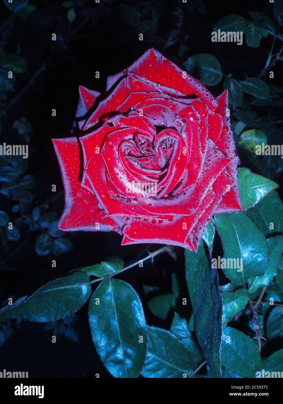 Red rose flower background at night. Red rose blooming in the night ...