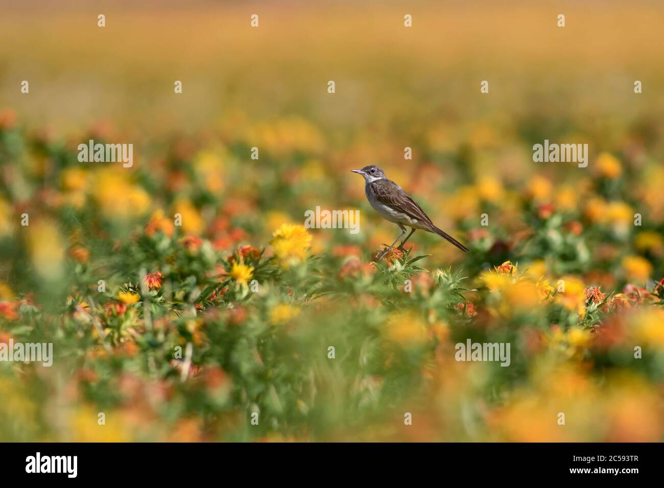 Colorful flowers. Carthamus Tinctorius. Colorful safflower field ...