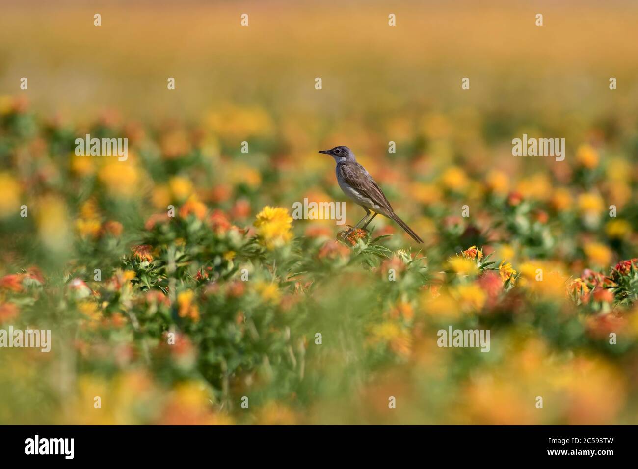 Colorful flowers. Carthamus Tinctorius. Colorful safflower field ...