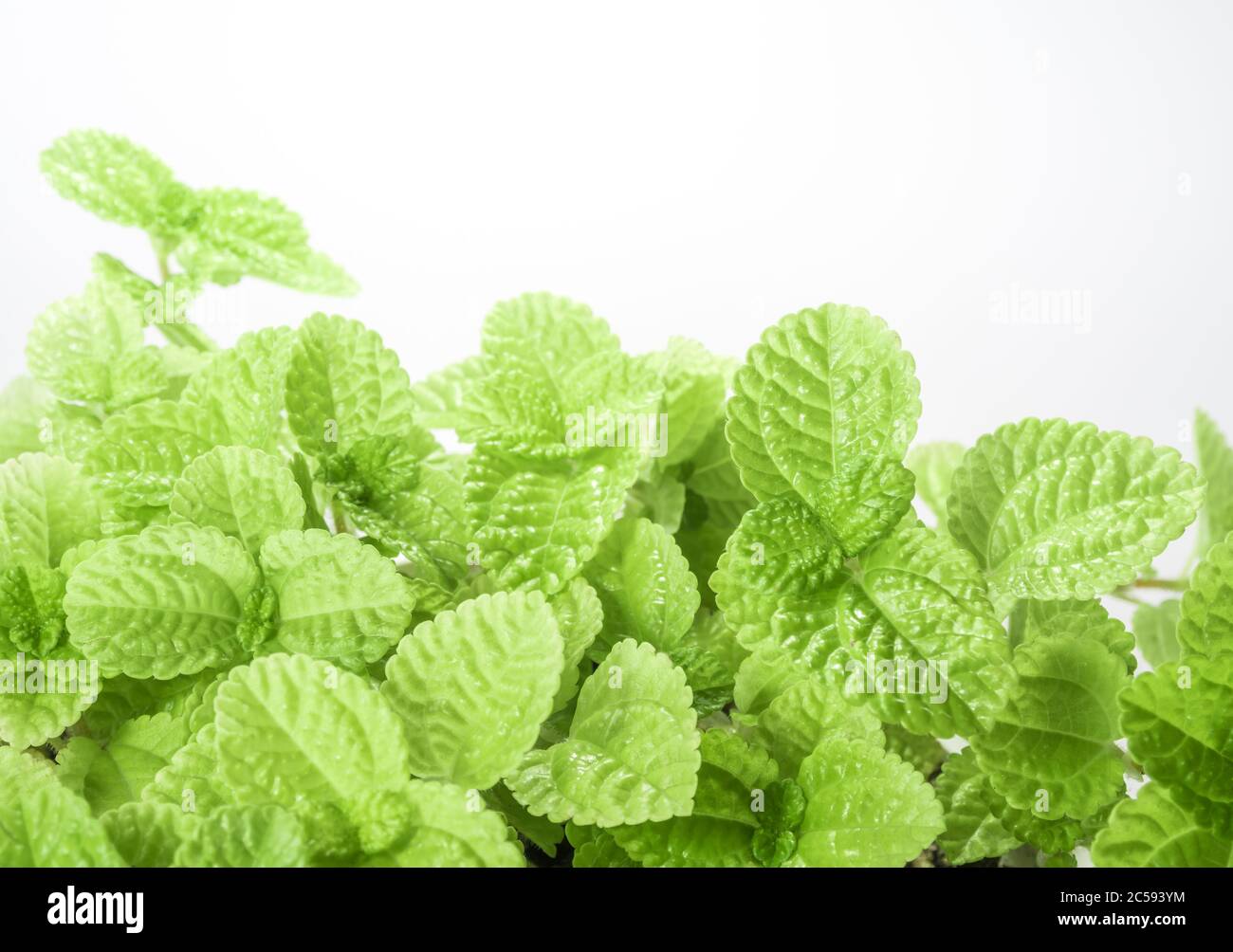 Surface texture on Leaves of ornamental plant as nature background ...
