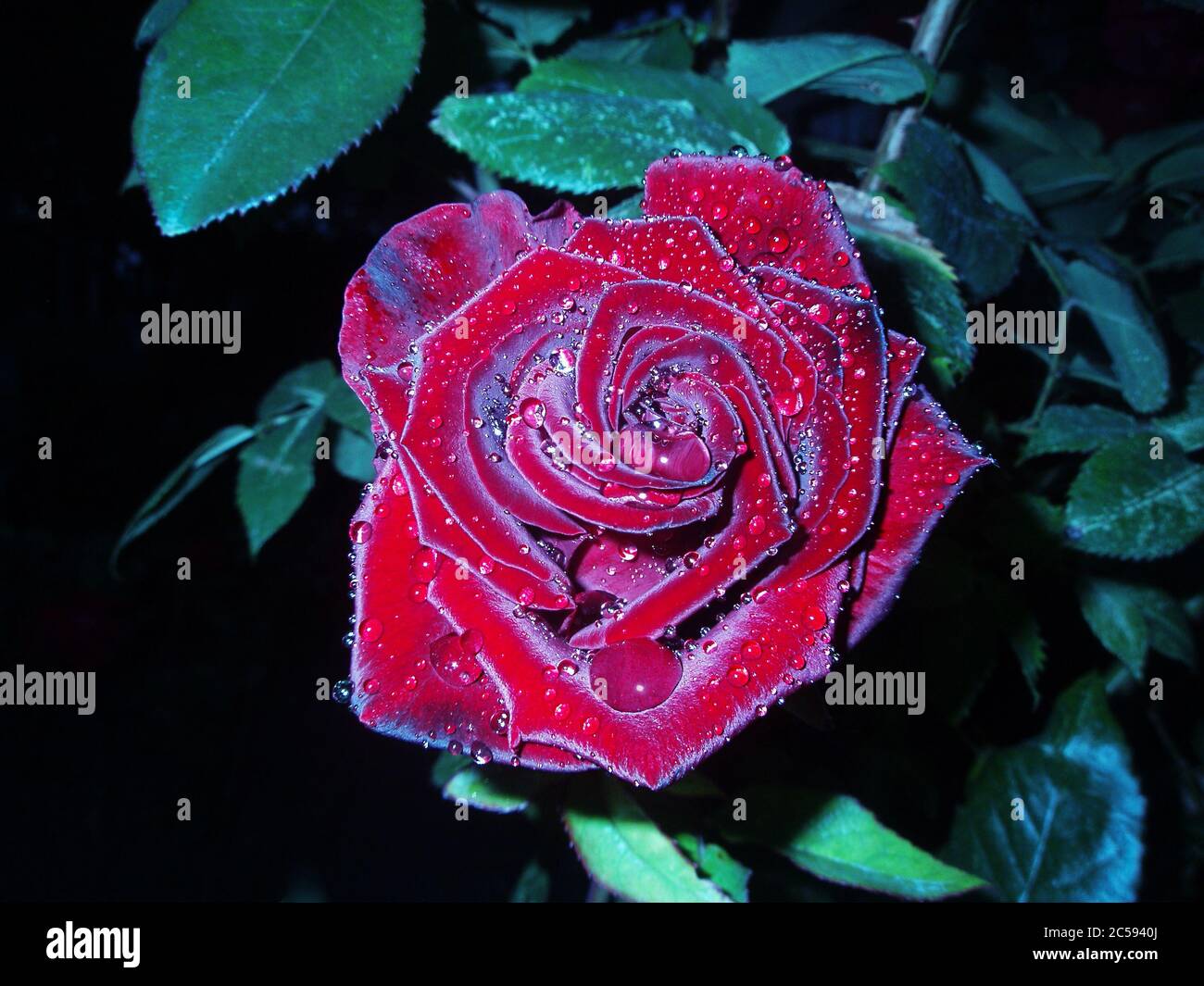 Red roses on a bush in a garden at night. Red rose flower background at ...